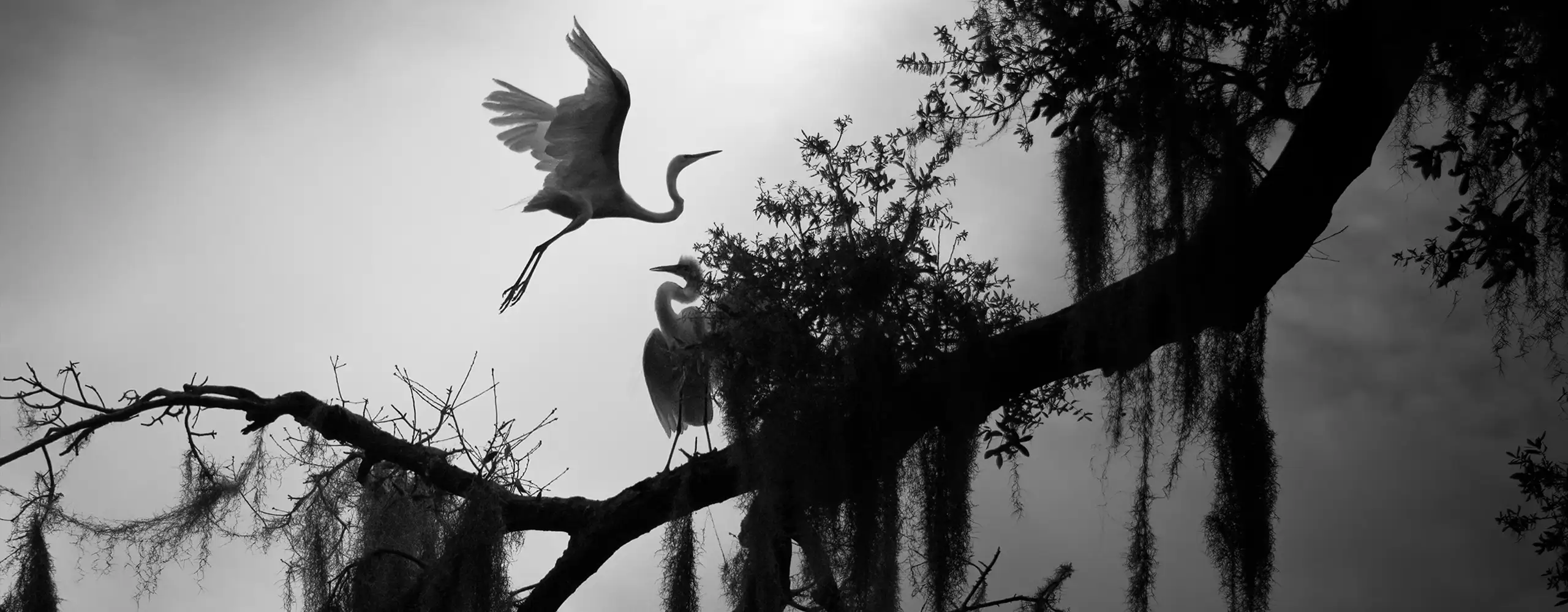 B&W Photography Competition 2024 - All About Photo Contest