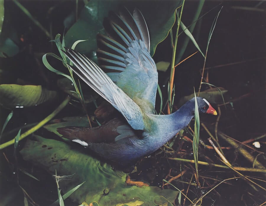 Eliot Porter s Birds Exhibition
